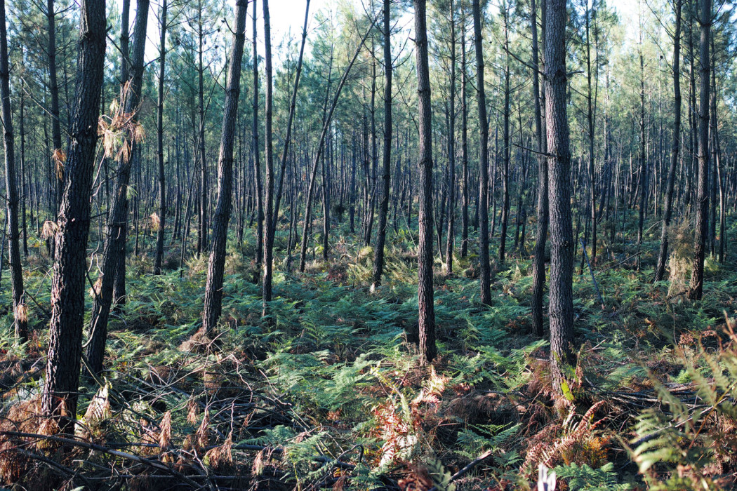 Panorama : Landes forest near Castets, France | The Voyageur